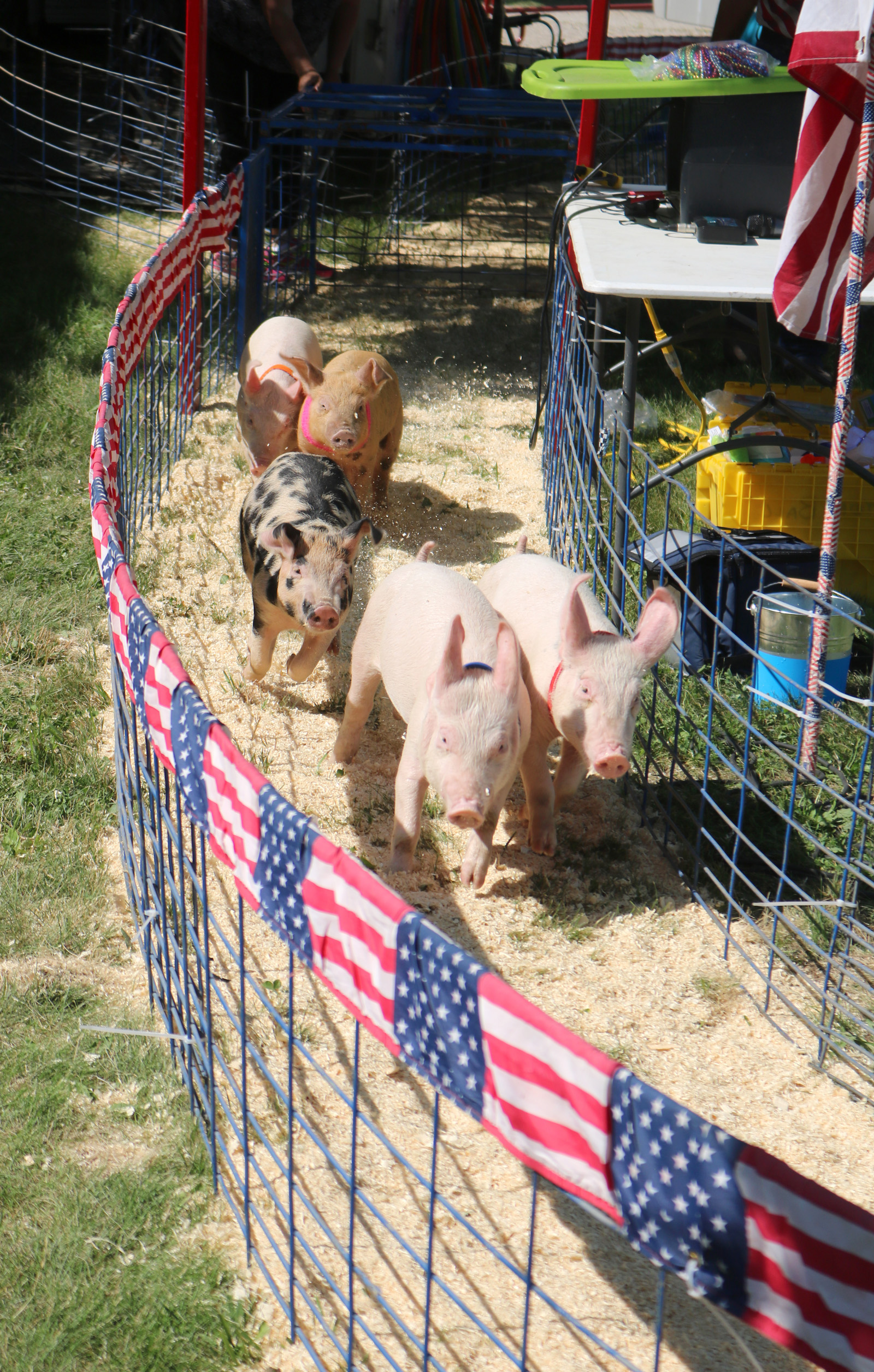 Pig race draws crowd at Central Iowa Fair | News, Sports, Jobs - Times ...